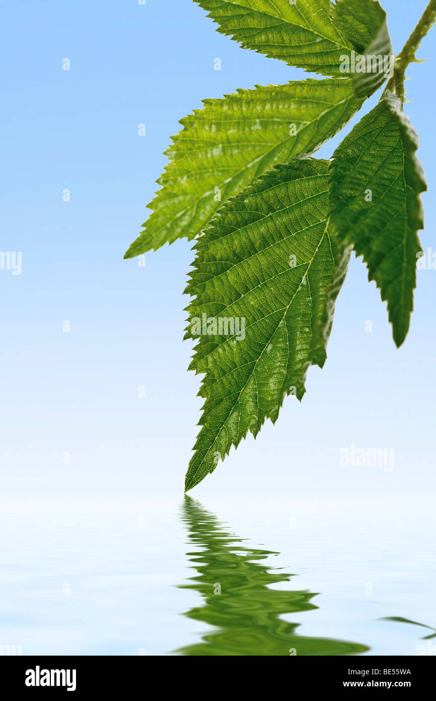 Raspberry and leaves hi-res stock photography and images - Alamy