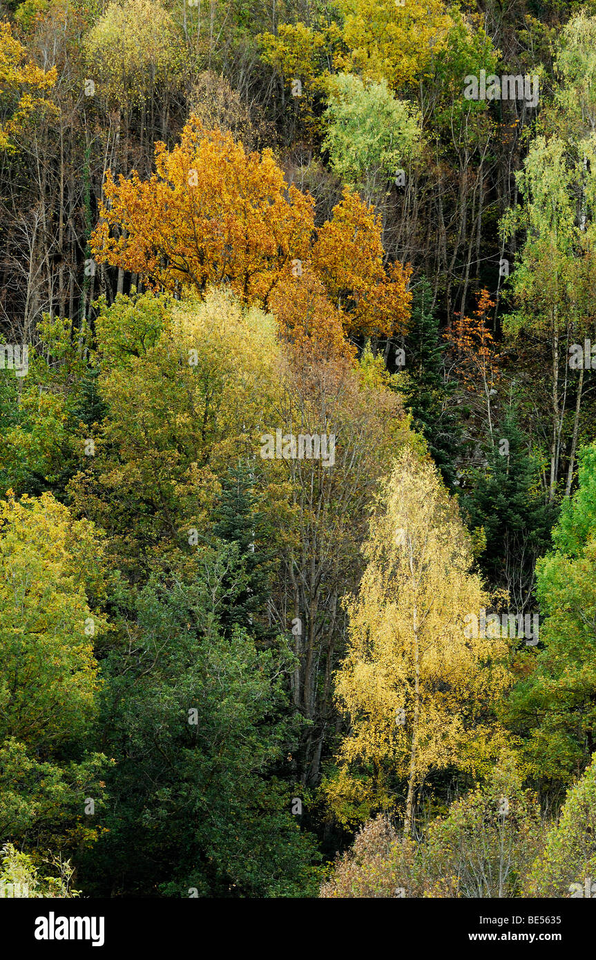Forest in autumn. General landscape Stock Photo - Alamy