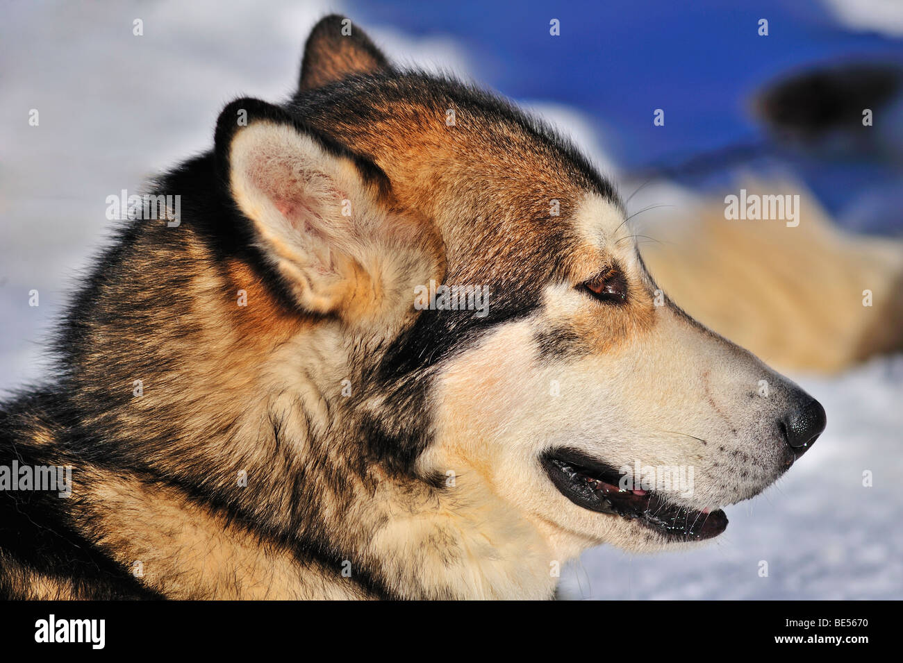 Portrait of a husky Stock Photo - Alamy