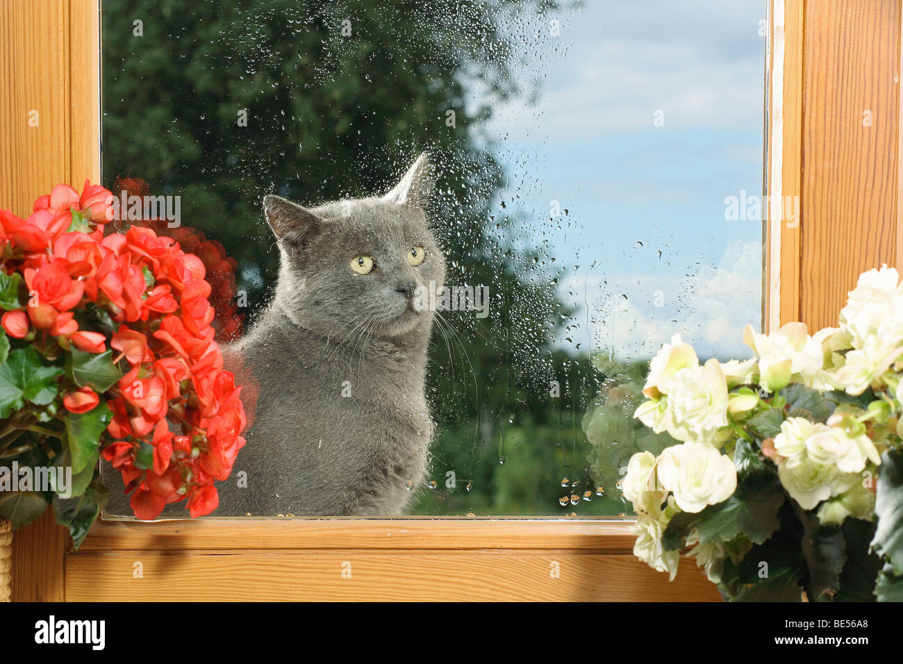 Rainy Day Window Cat