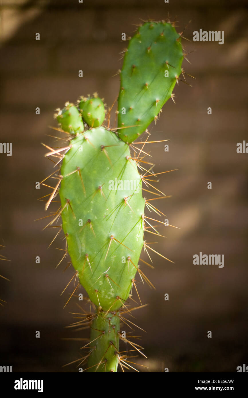 Plants at The Royal Botanical Gardens, Edinburgh Stock Photo - Alamy