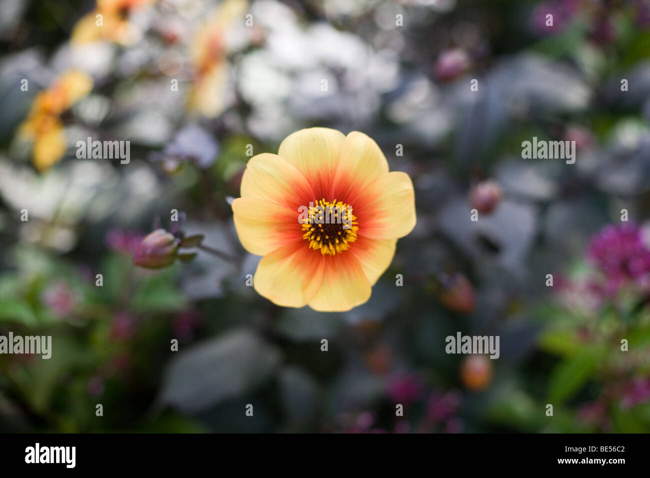 Plants at The Royal Botanical Gardens, Edinburgh Stock Photo - Alamy