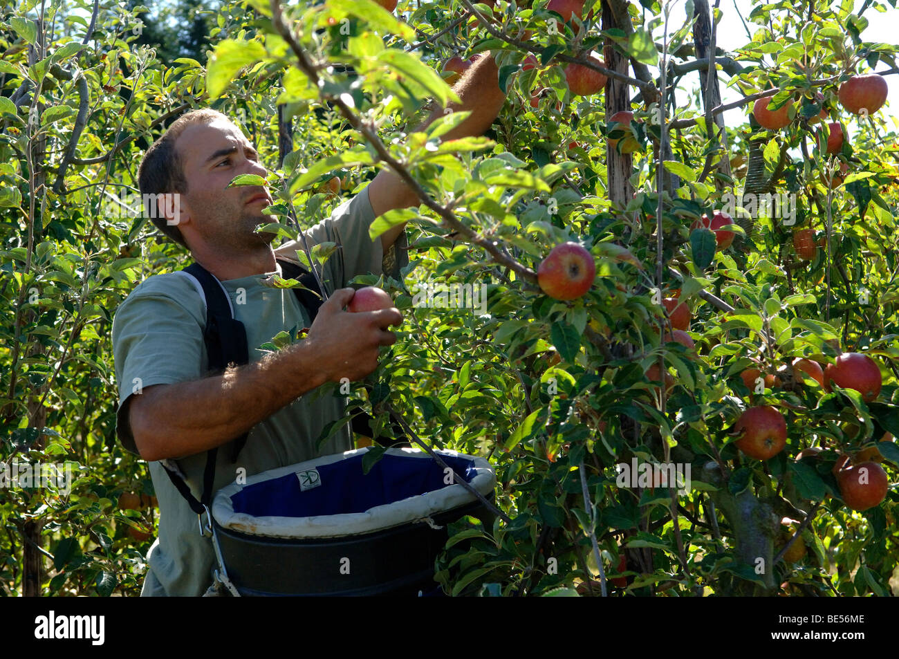 English apple picking hi-res stock photography and images - Alamy