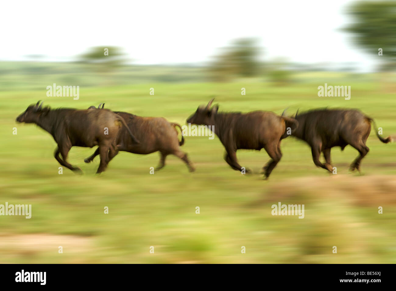 Buffalo stampede hi-res stock photography and images - Alamy