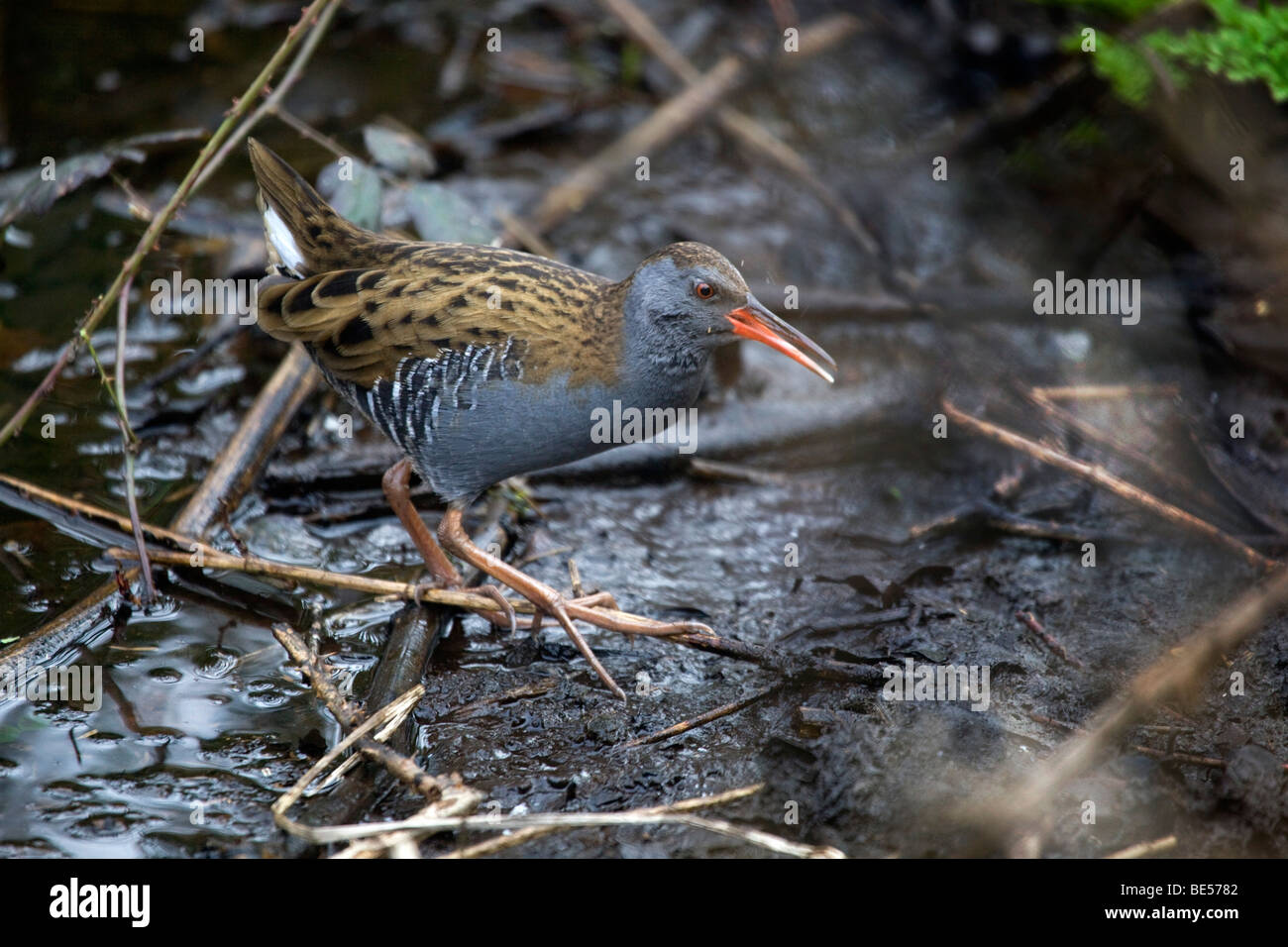 water rail; Rallus aquaticus Stock Photo - Alamy