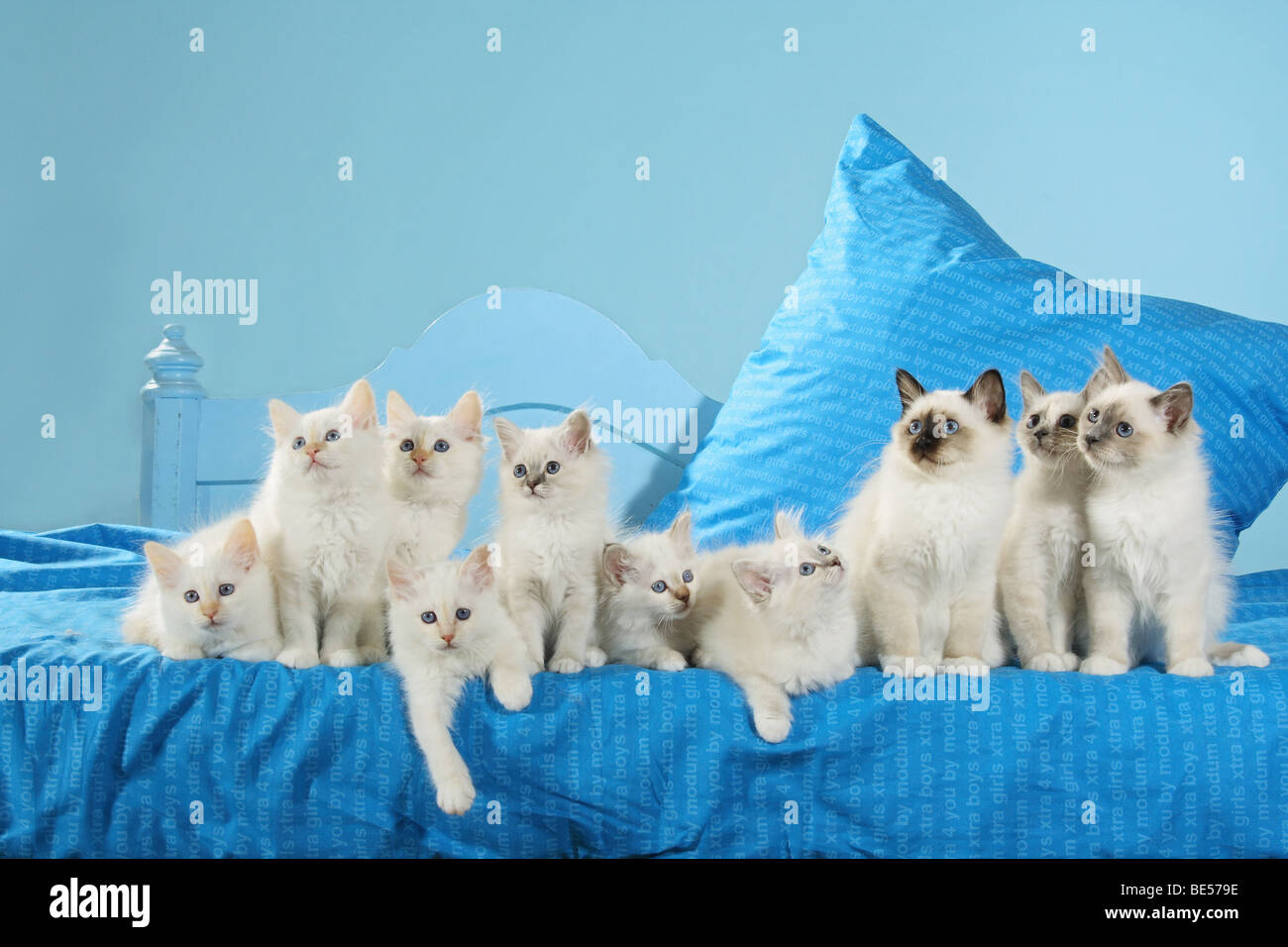 Sacred cat of Burma - ten kittens on a bed Stock Photo - Alamy