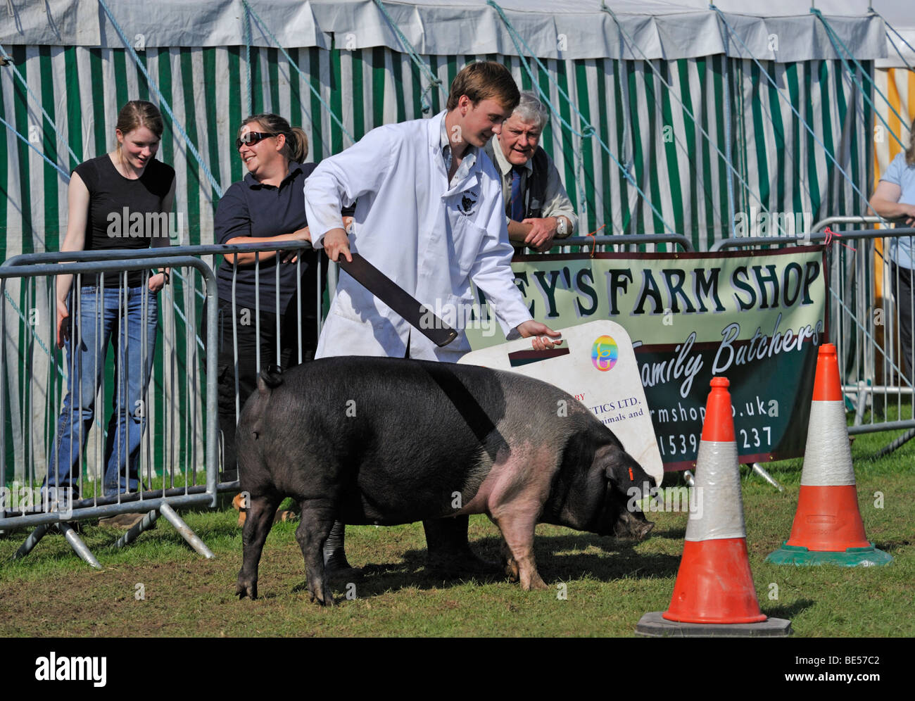Pig handler with British Saddleback pig. Westmorland County Show 2009 ...