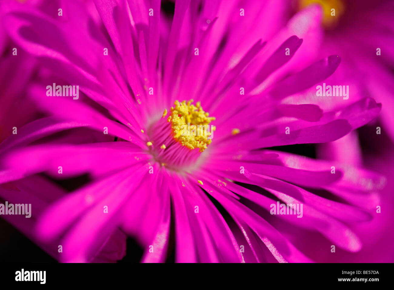 Vygie flower hi-res stock photography and images - Alamy