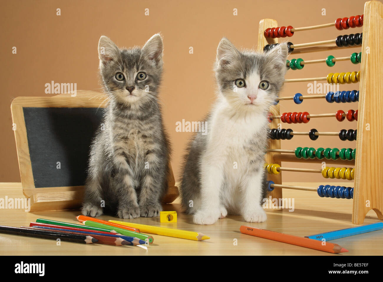 domestic cat - two kittens sitting between blackboard and counting ...