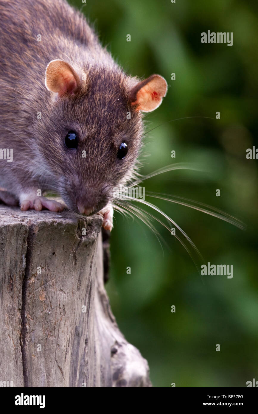Brown Rat - Rattus norvegicus Stock Photo - Alamy