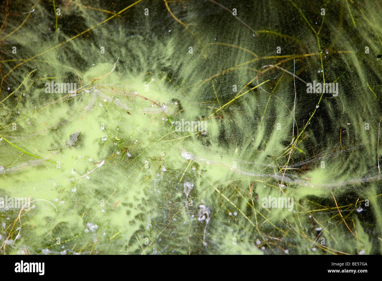 Algae on Lake Windermere, UK Stock Photo - Alamy
