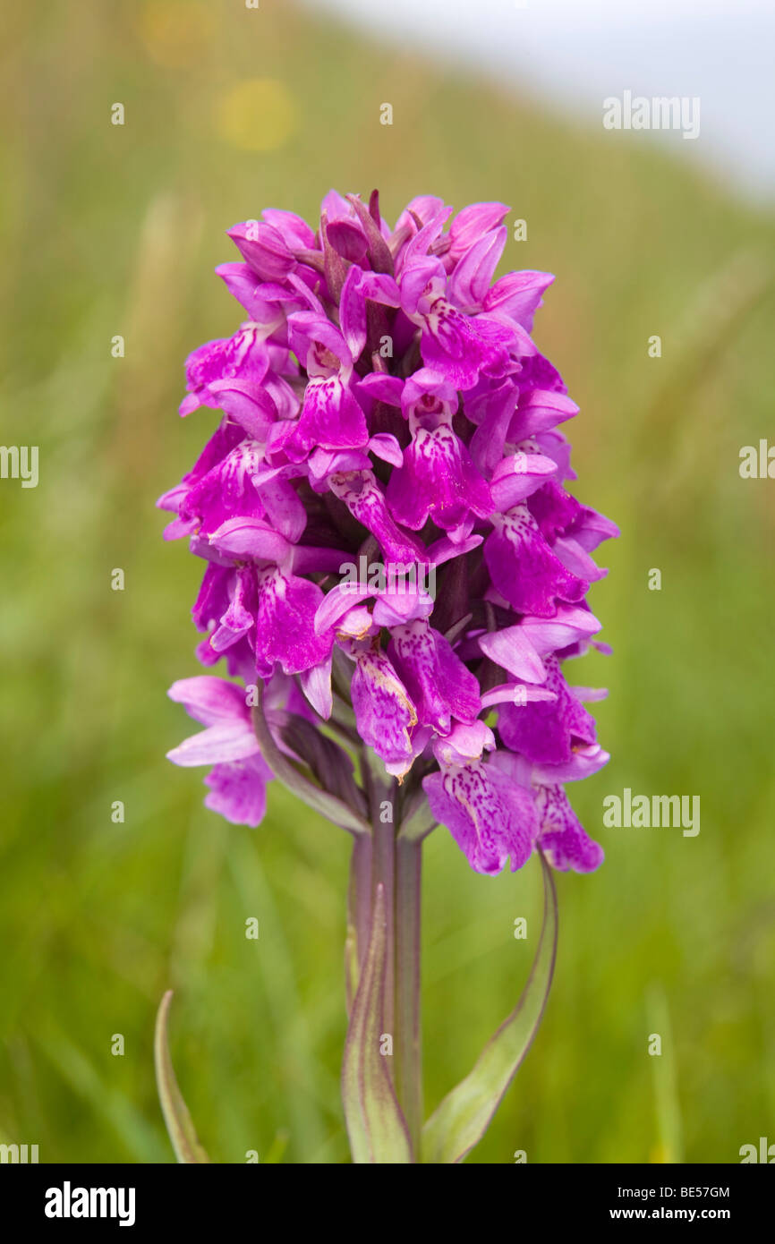 western marsh orchid; Dactylorhiza majalis Stock Photo - Alamy