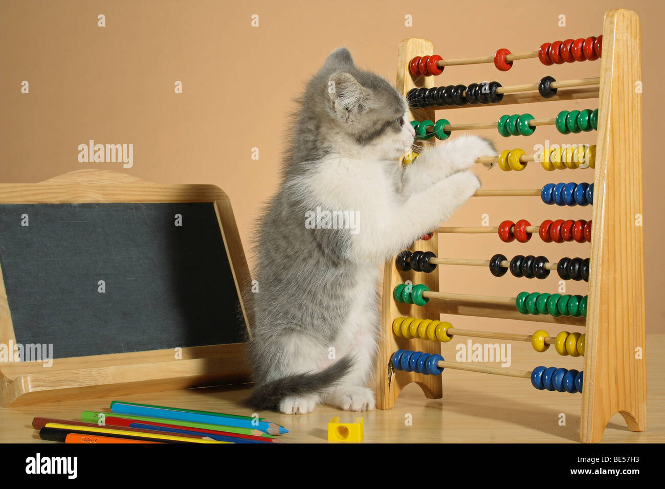 domestic cat - kitten at counting frame Stock Photo - Alamy