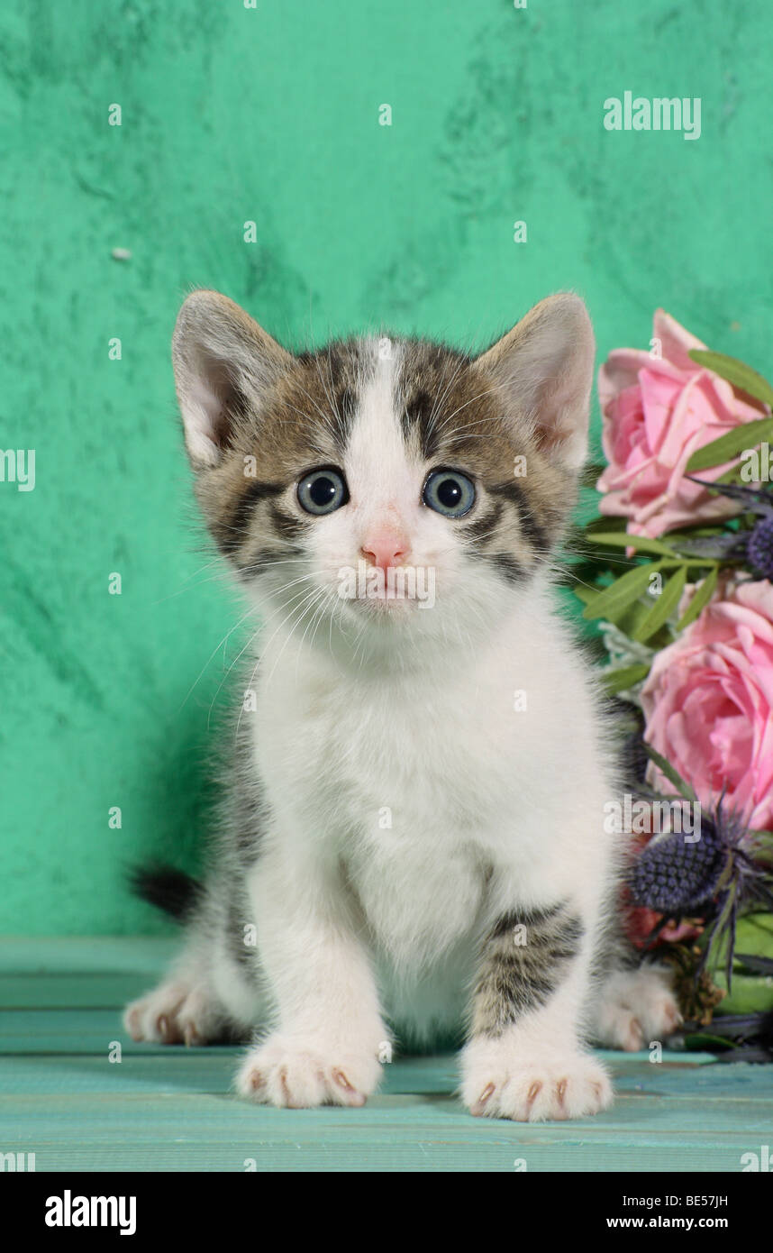 Pink roses cat hi-res stock photography and images - Alamy