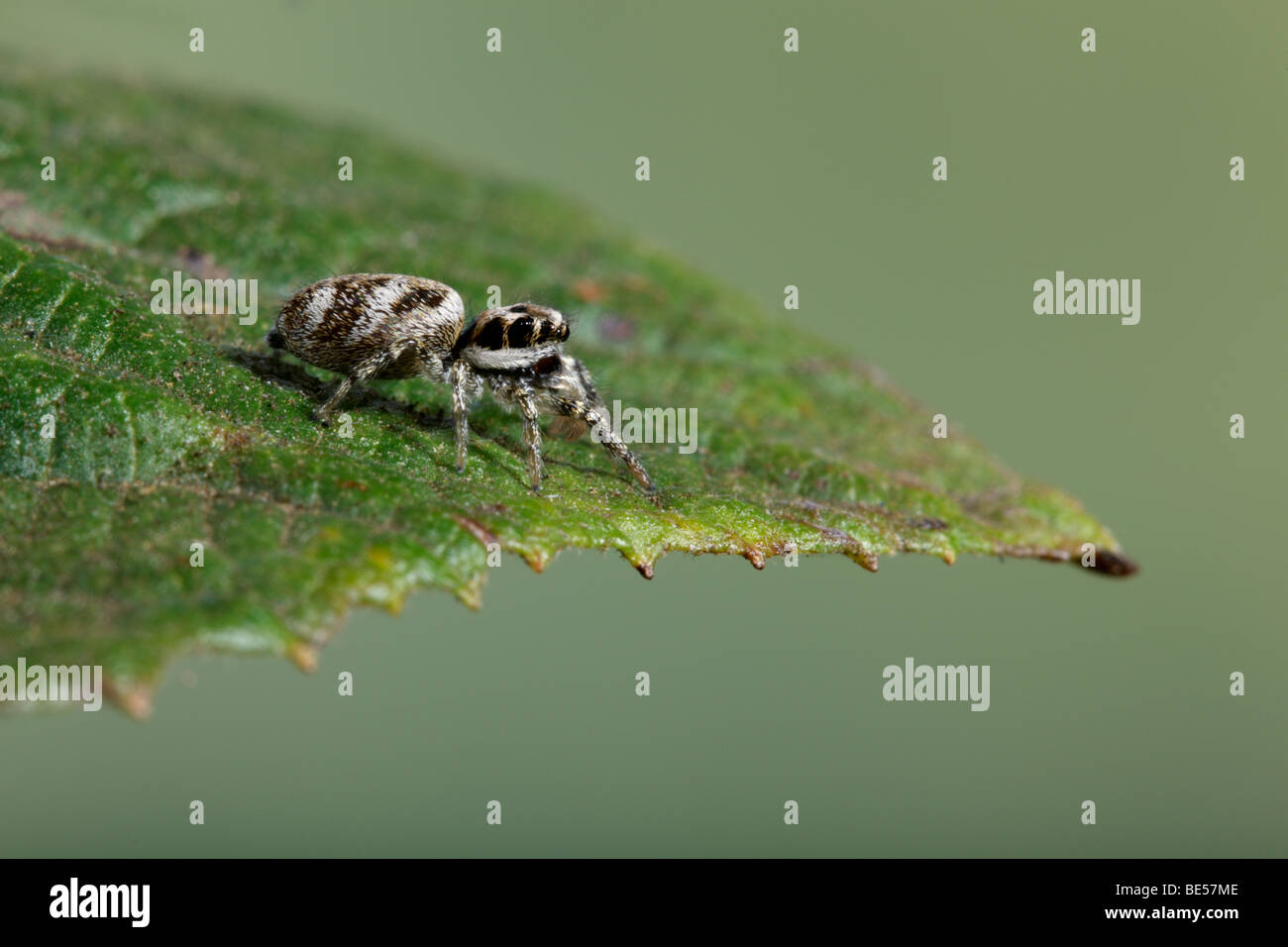 zebra jumping spider Salticus scenicus Stock Photo - Alamy
