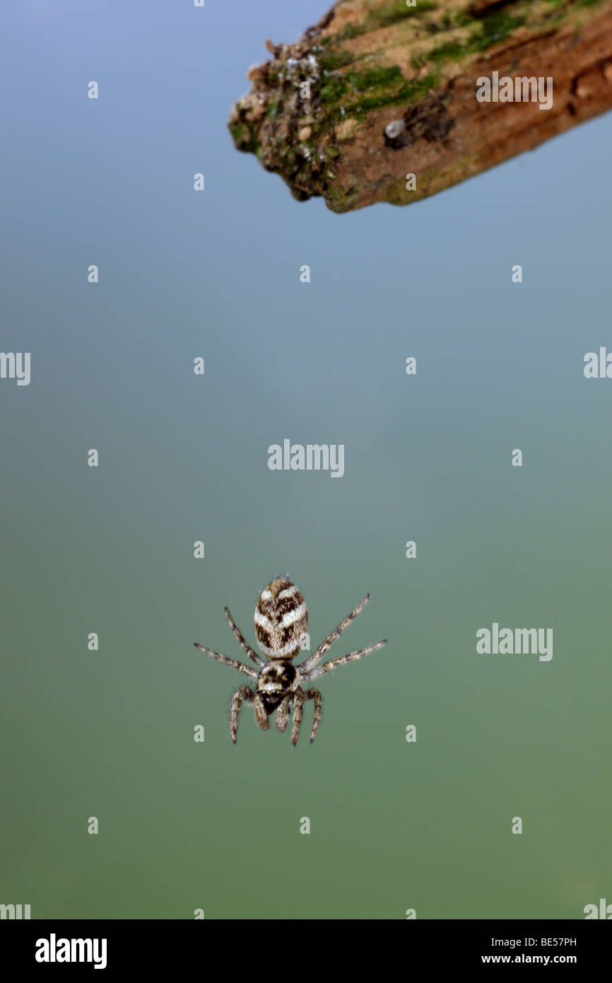 zebra jumping spider Salticus scenicus Stock Photo - Alamy