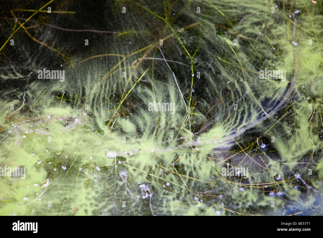 Algae on Lake Windermere, UK Stock Photo - Alamy