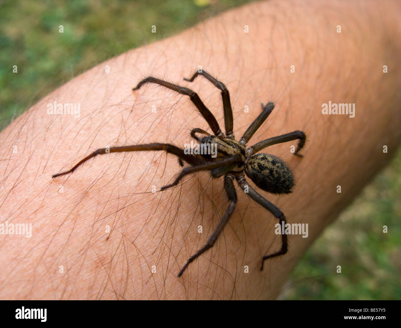 Mans hairy legs hi-res stock photography and images - Alamy