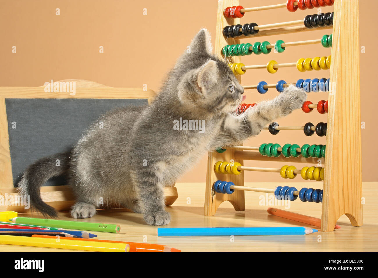 domestic cat - kitten at a counting frame Stock Photo - Alamy