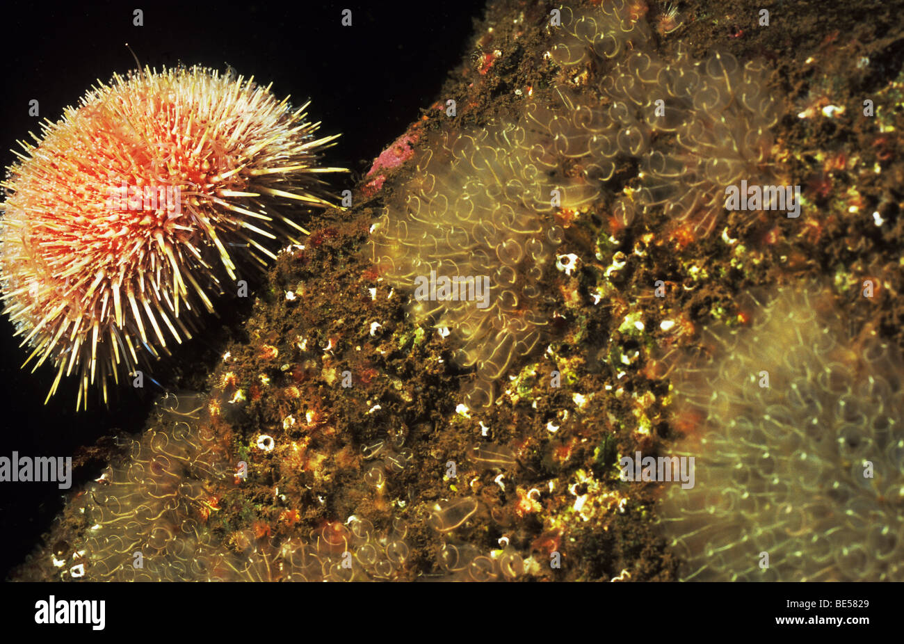 Amazing underwater marine life off the UK coast. The Farne Islands ...