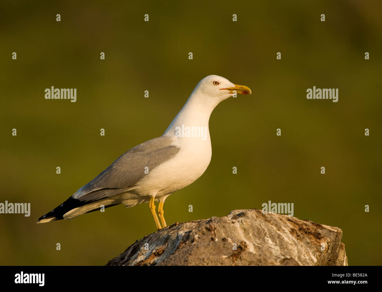 Yellow-legged gull (Larus michahellis Stock Photo - Alamy