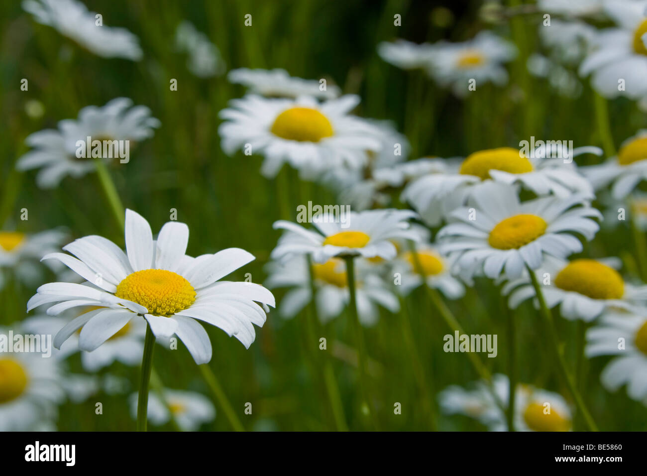 Chamomile flowers (Matricaria chamomilla, Matricaria recutita) in a ...