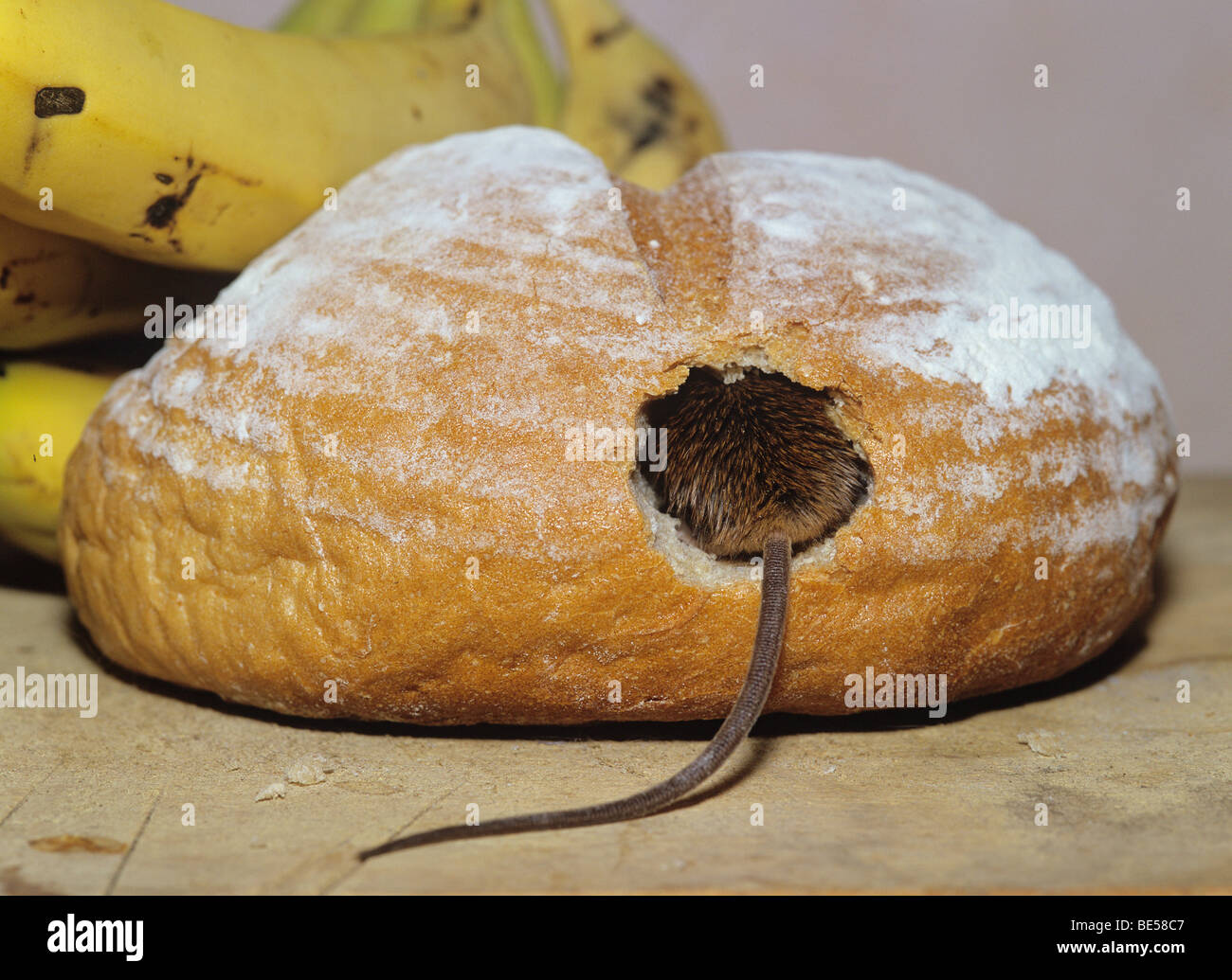 house mouse in bread Stock Photo - Alamy