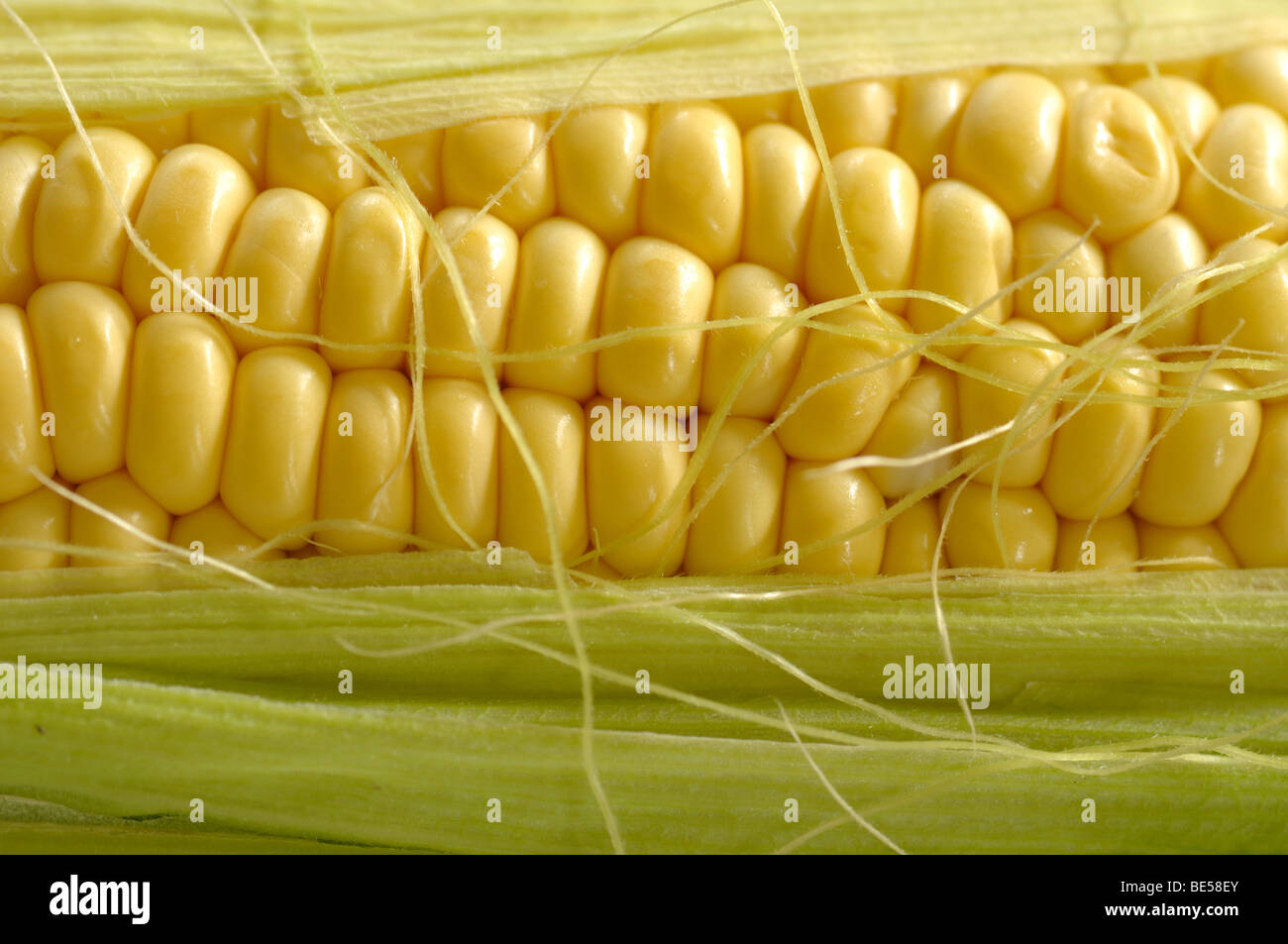 Closeup of a fresh corn cob Stock Photo - Alamy