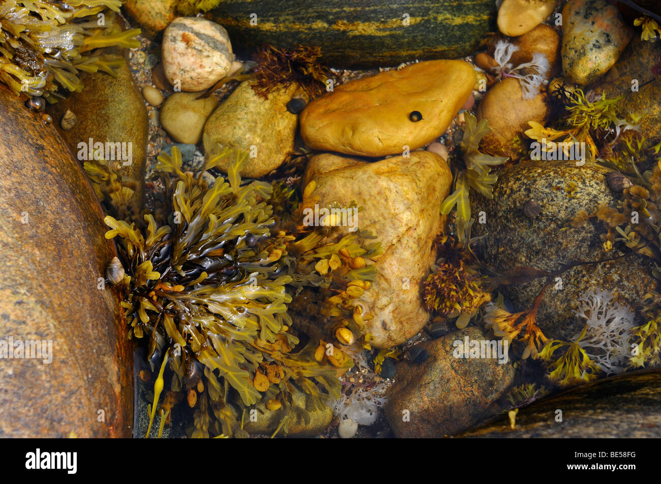 Rockweed and snails in Tide pool on the shores of Martins Point ...