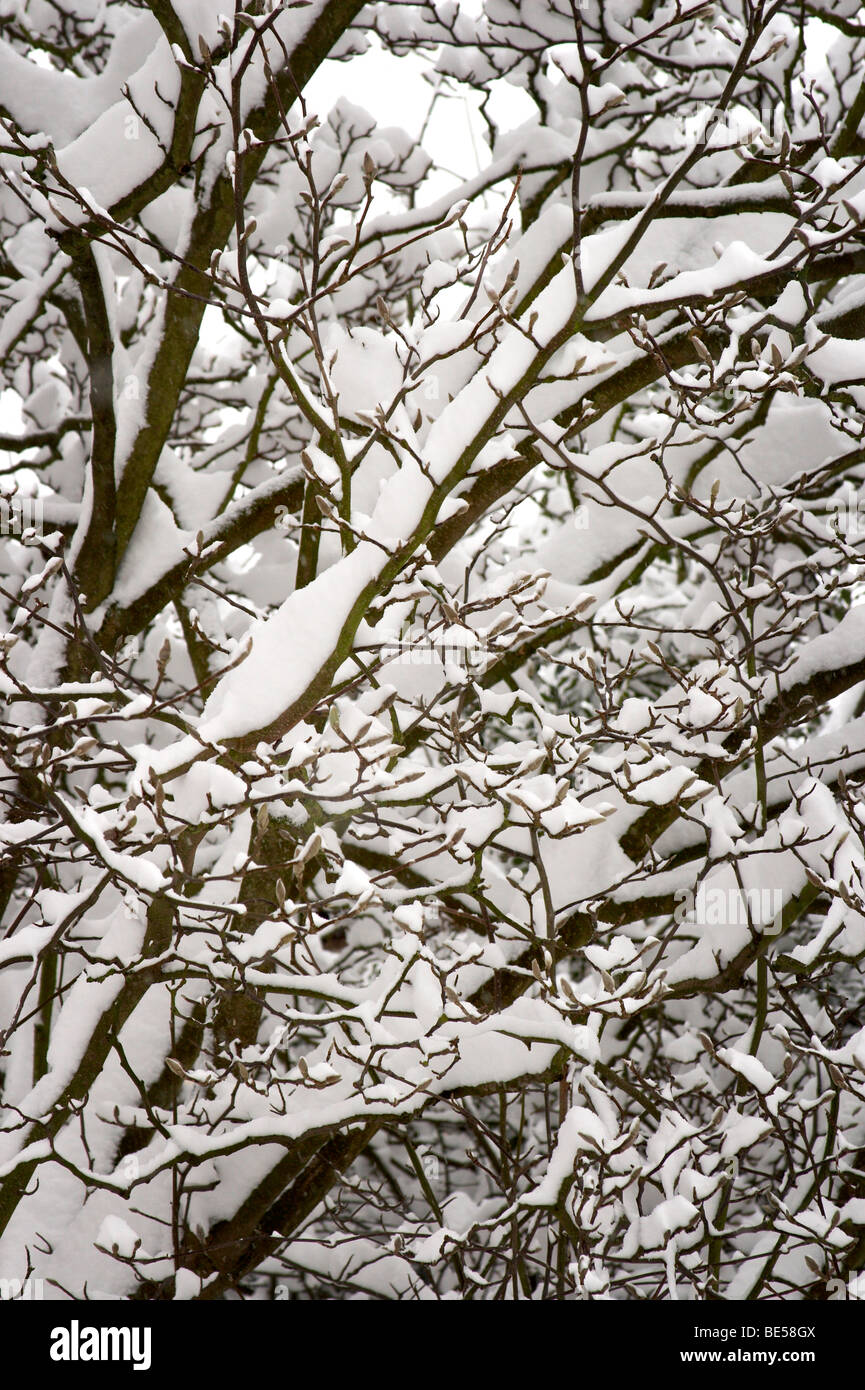 Snow covered branches Stock Photo - Alamy