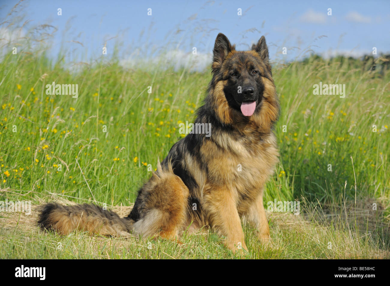 Old German Shepherd. Adult dog itting on meadow Stock Photo - Alamy