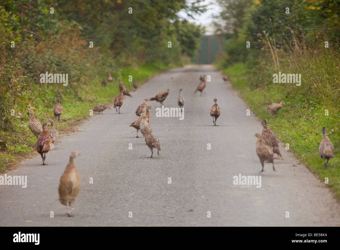 Pheasants near a rearing pen, that have been released for sport ...