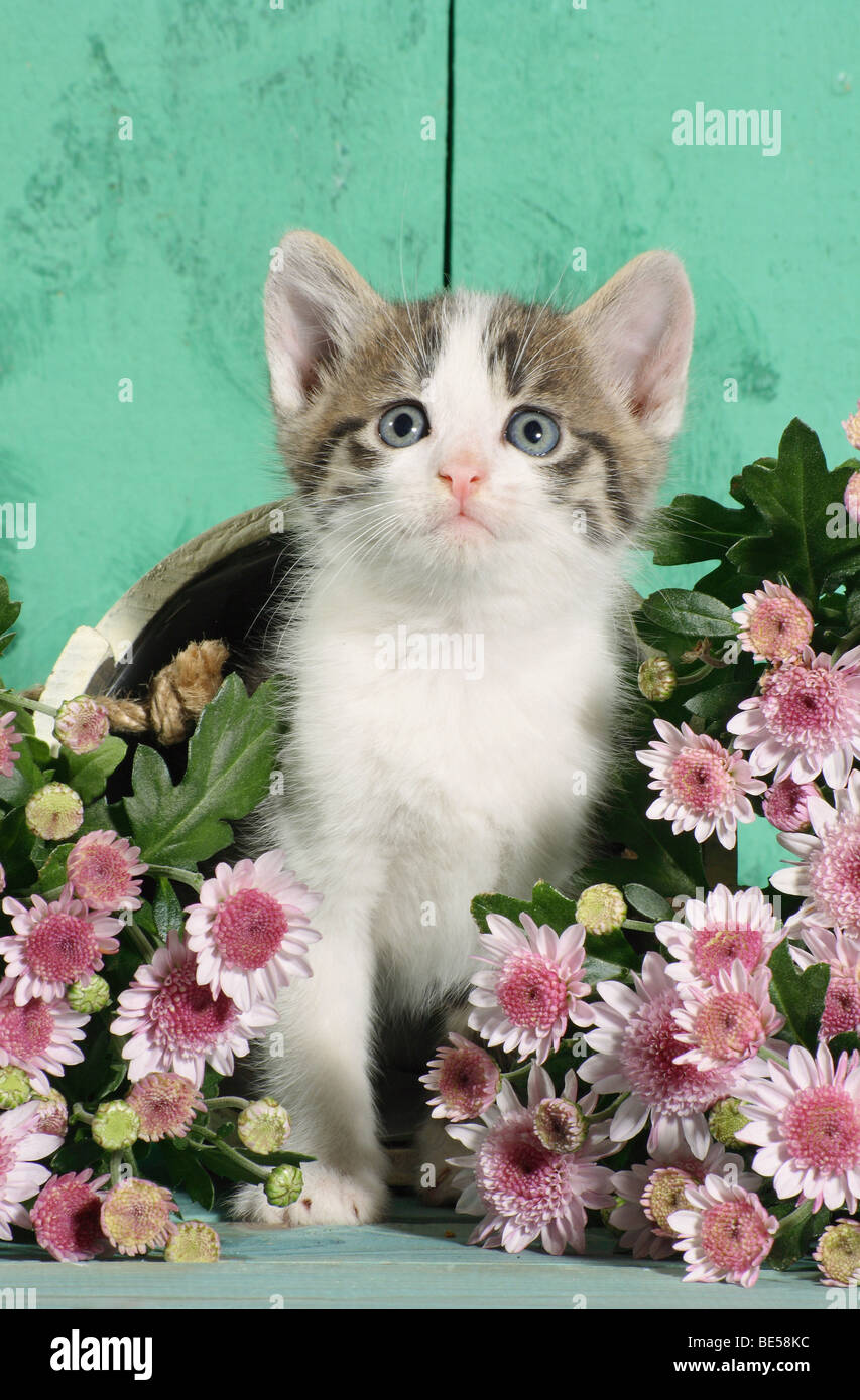 domestic cat - kitten between flowers Stock Photo - Alamy