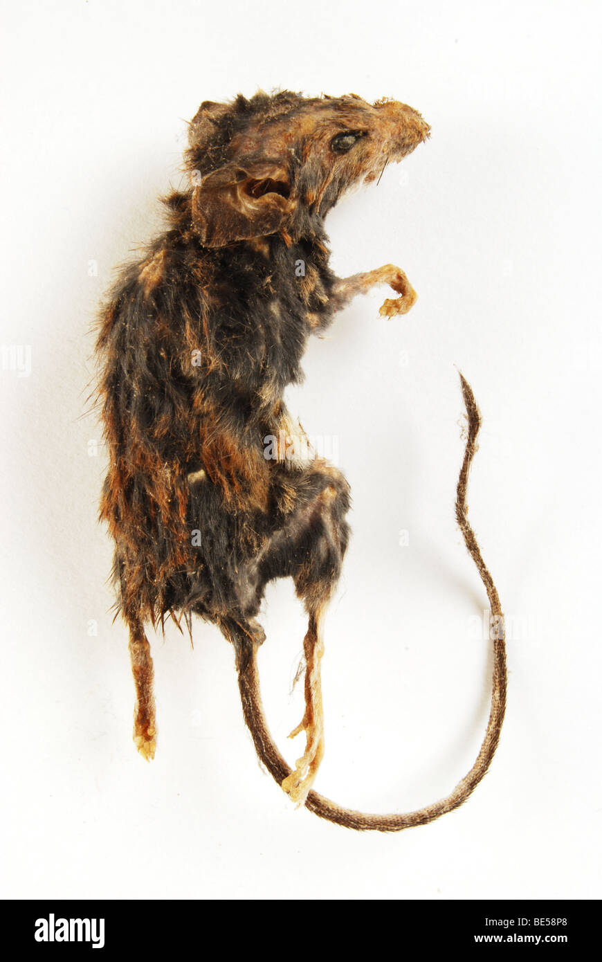 Mumified hi-res stock photography and images - Alamy