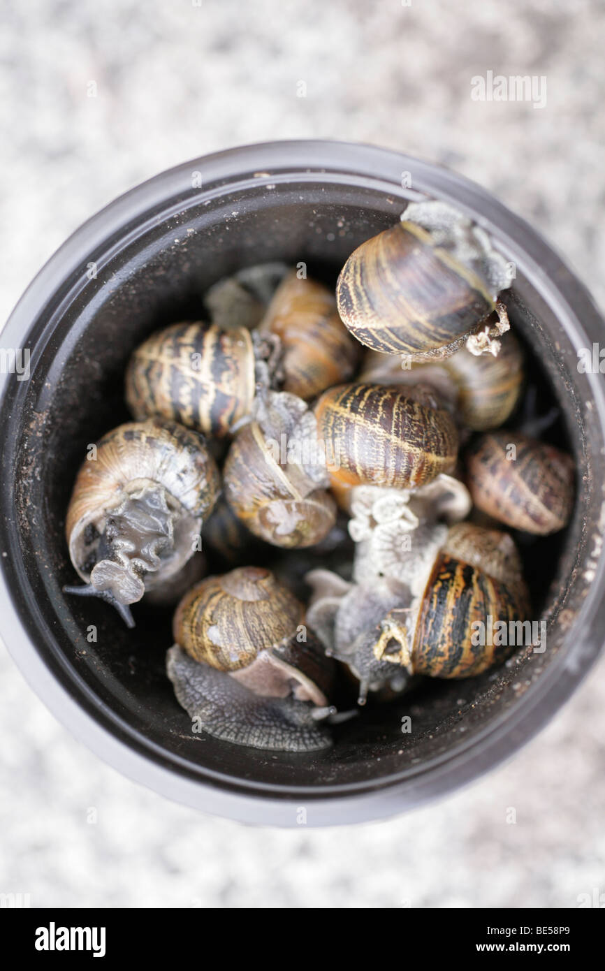 A bucket full of common garden snails Stock Photo - Alamy