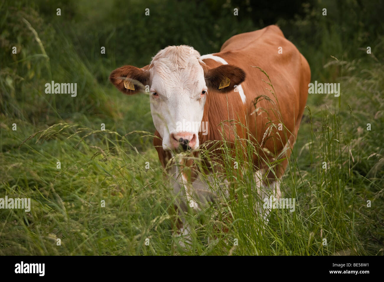 Cow, Simmental Cattle, Simmental, Limburg, Hesse, Germany, Europe Stock ...
