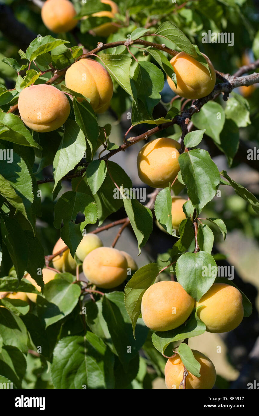 Ripe apricots grow on the tree in Oregon, USA Stock Photo - Alamy
