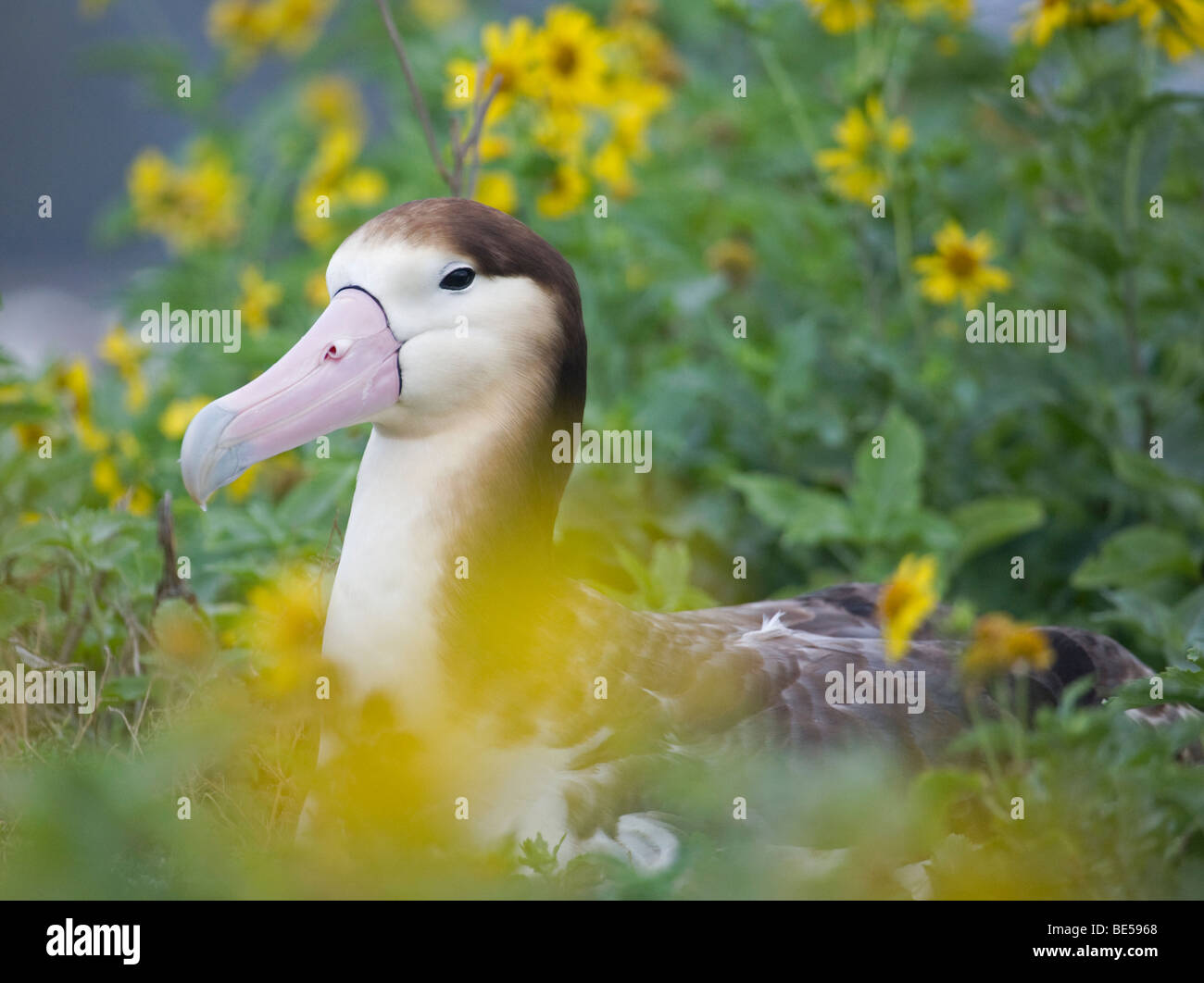 Short Tailed Albatrosses High Resolution Stock Photography and Images ...