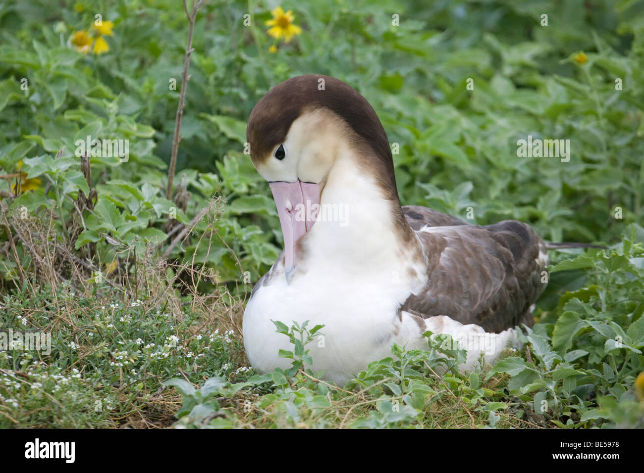 Juvenile Short-tailed Albatross, Phoebastria albatrus, on Midway Atoll ...
