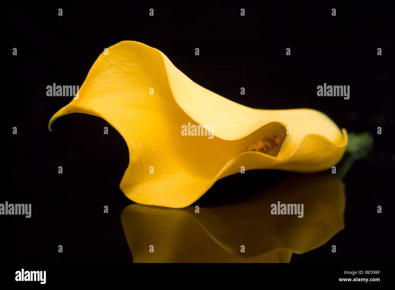 Yellow callas hi-res stock photography and images - Alamy