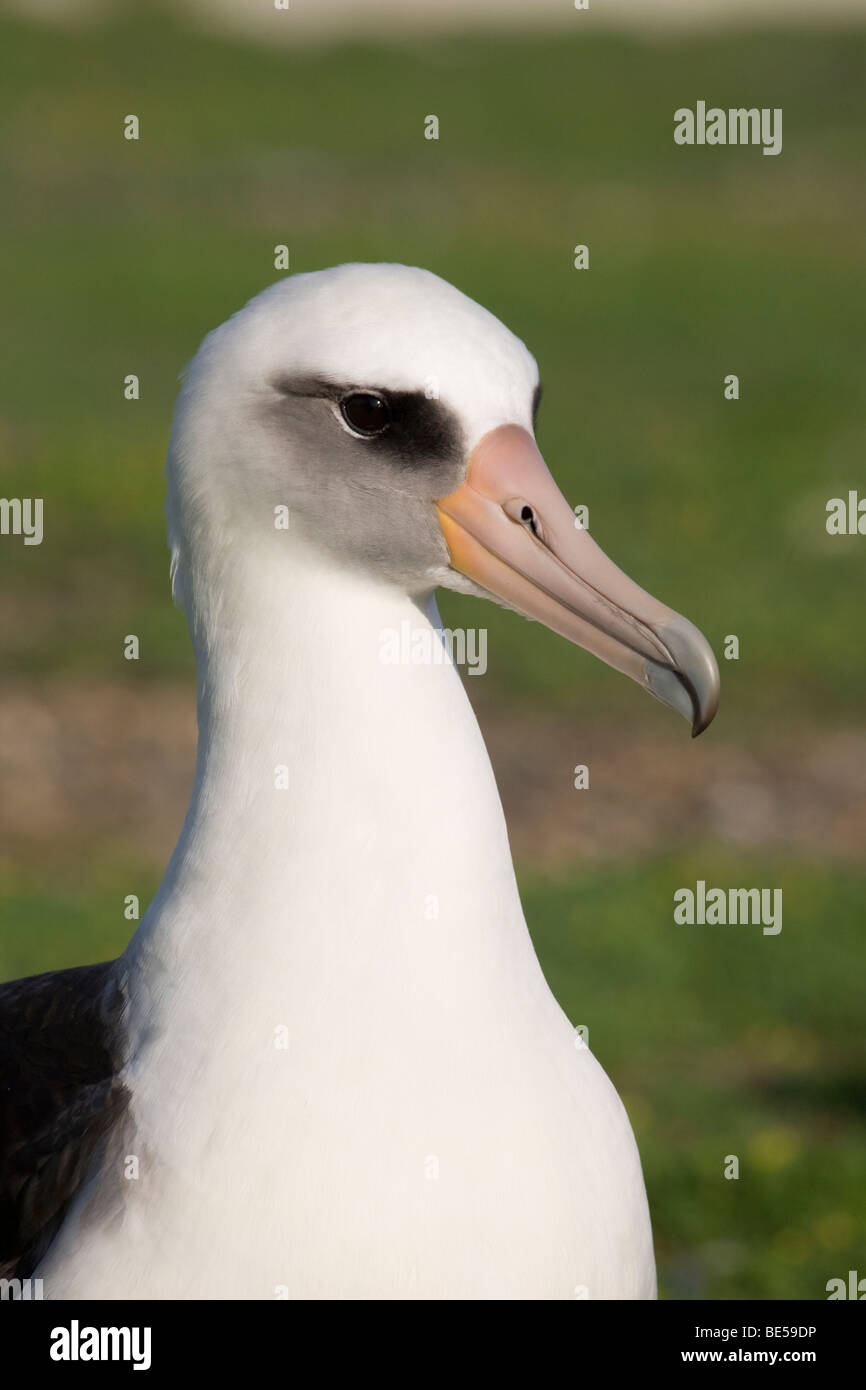 Laysan Albatross, Midway Atoll Stock Photo - Alamy