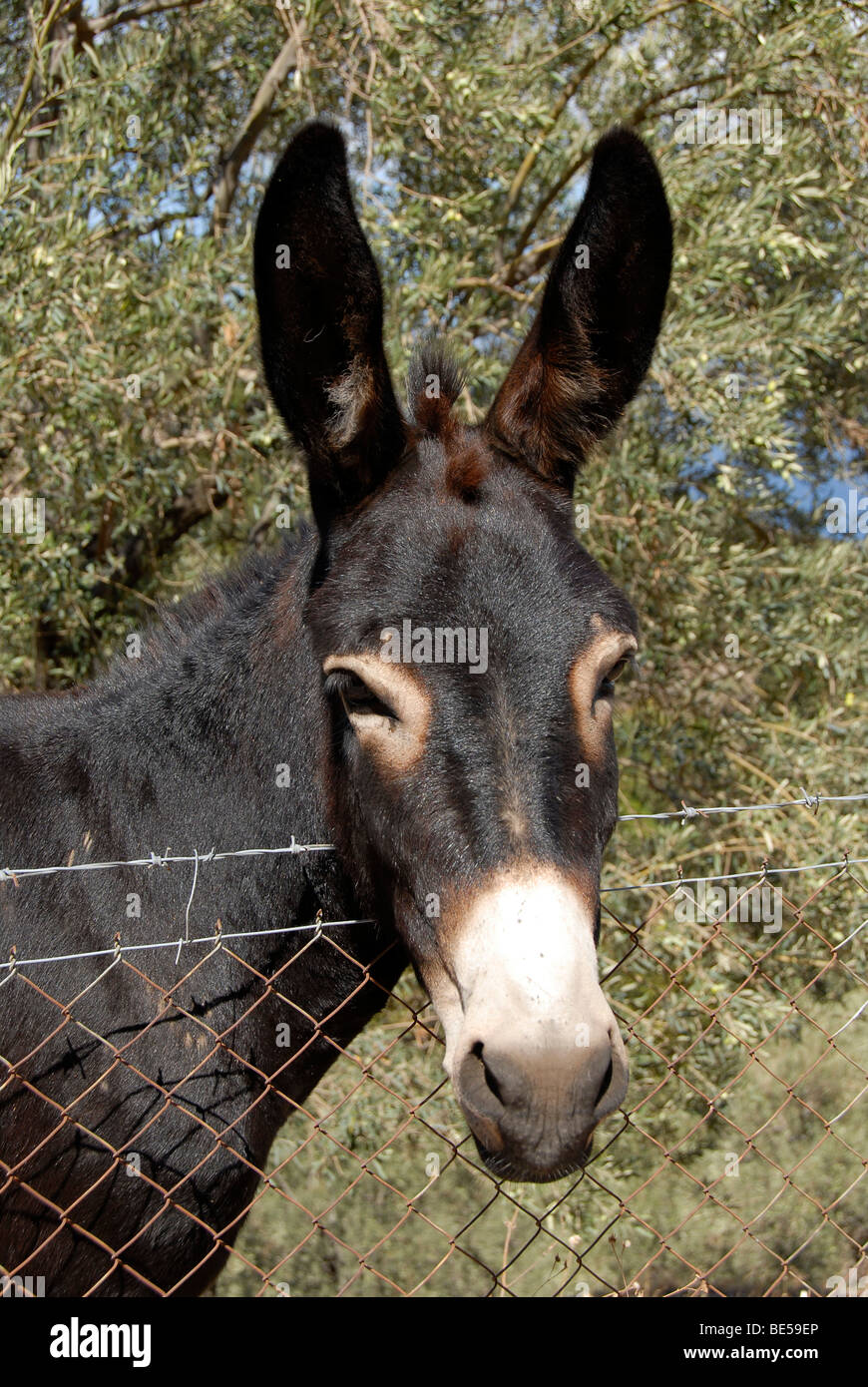 Esel mit langen ohren hi-res stock photography and images - Alamy