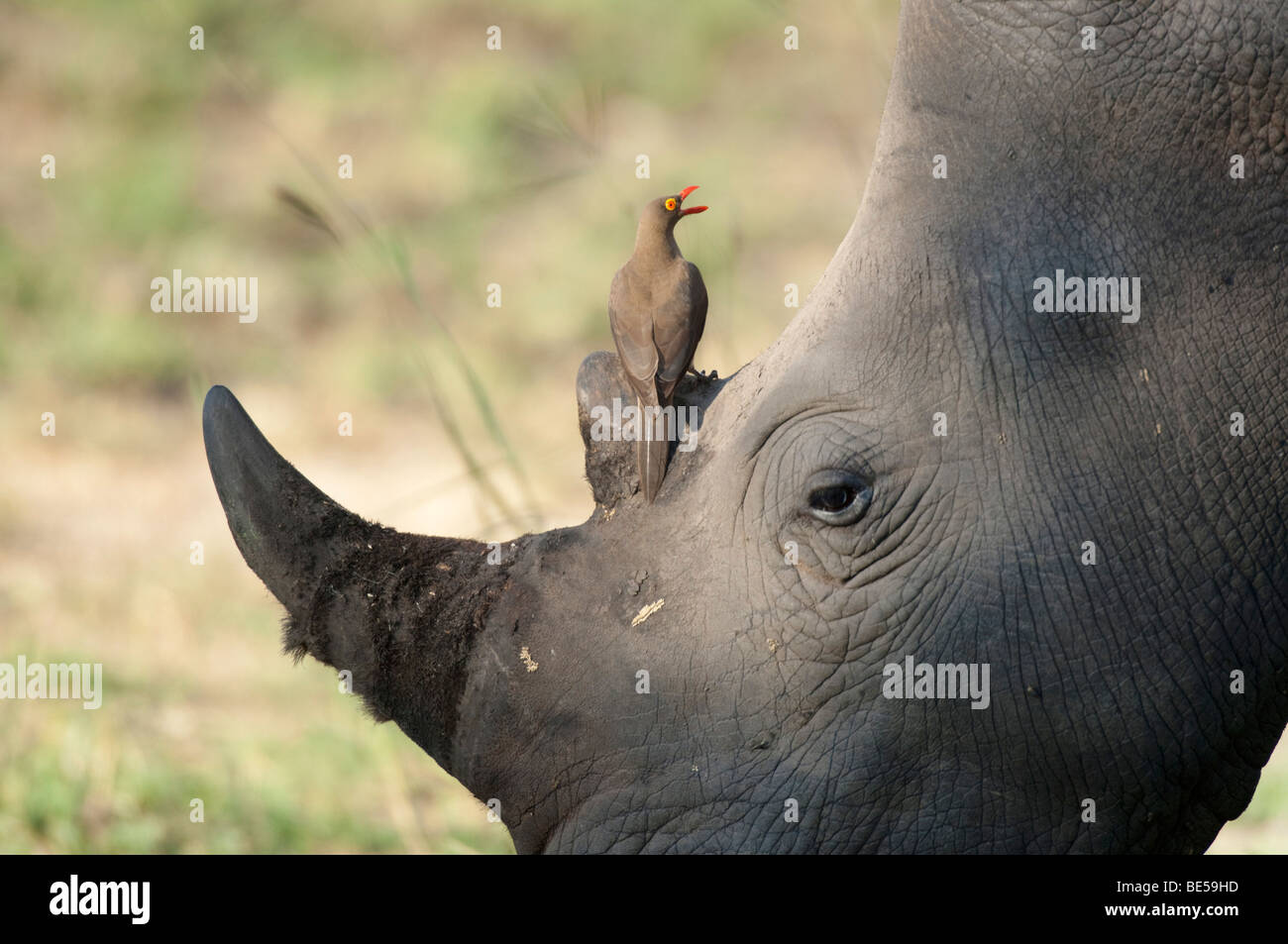 Oxpecker rhino hi-res stock photography and images - Alamy