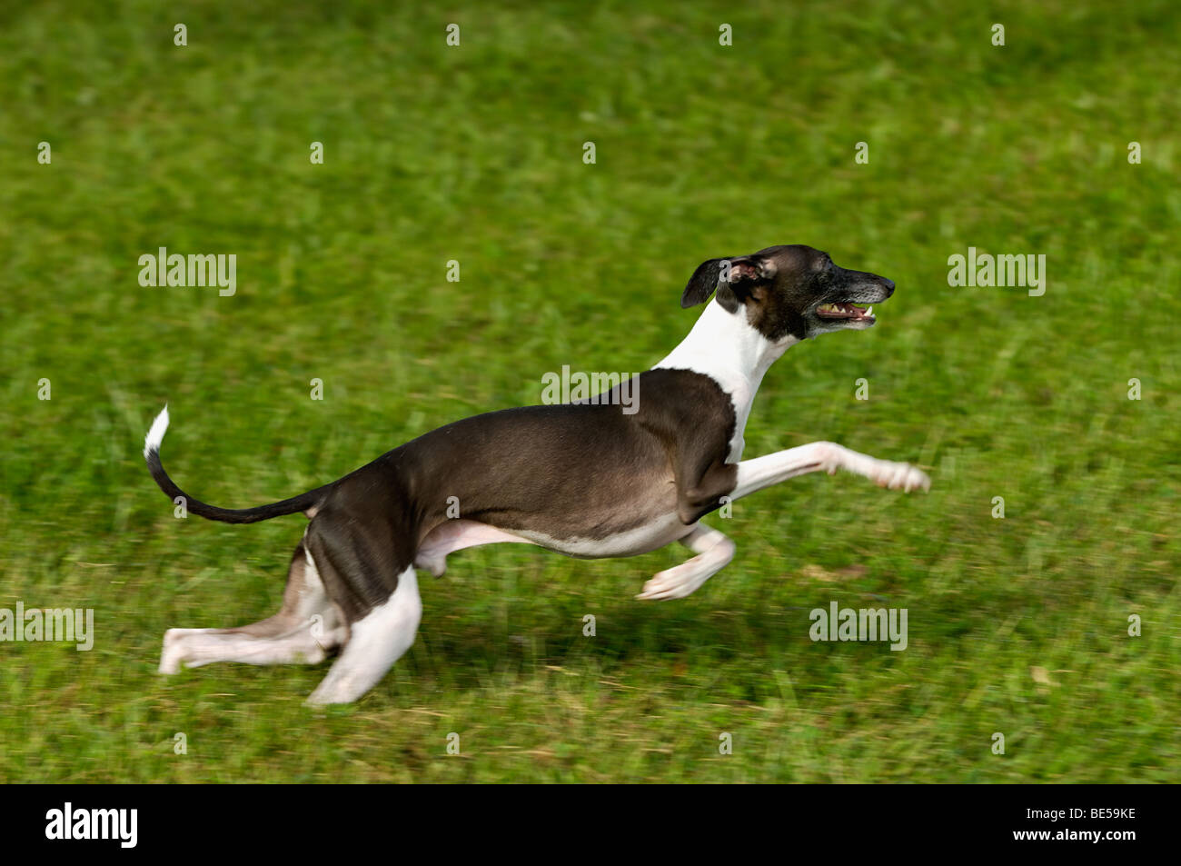 Greyhound Run Not Race High Resolution Stock Photography and Images - Alamy