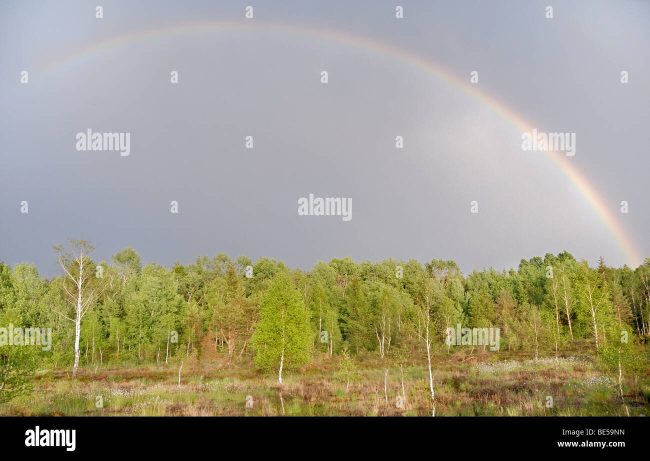 Spring in moorlands with heather on the edge of the Alps with rainbow ...