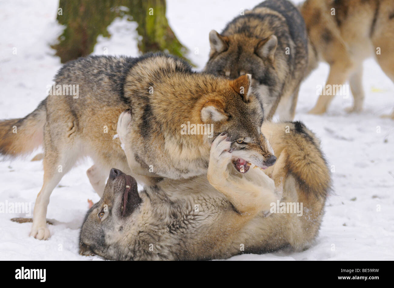 Two fighting wolves hi-res stock photography and images - Alamy