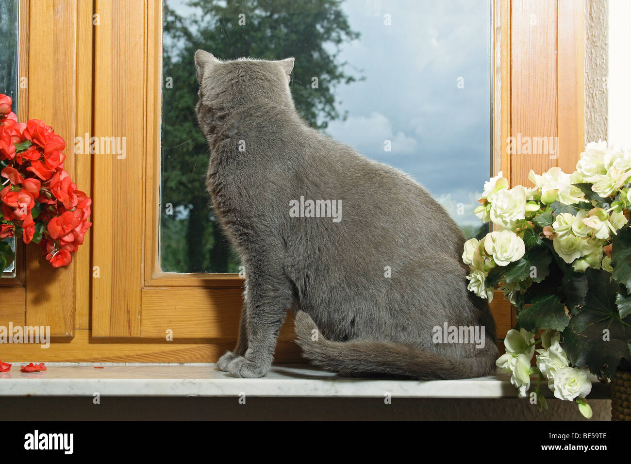 grey domestic cat at window Stock Photo - Alamy