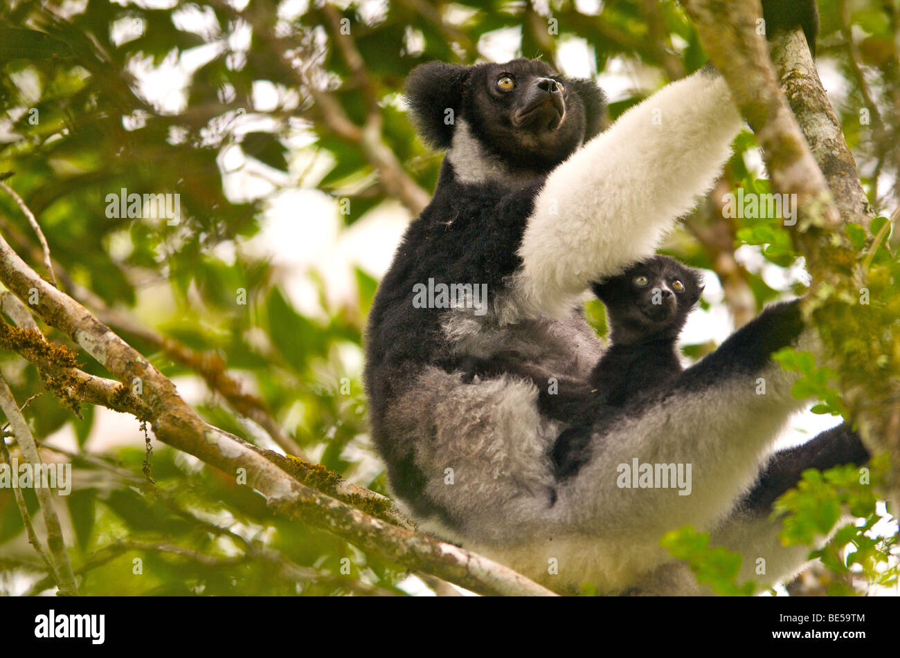 Lemur madagascar endangered baby hi-res stock photography and images ...