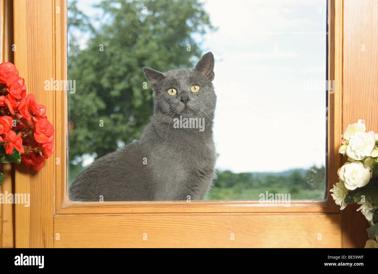 grey domestic cat behind window Stock Photo - Alamy