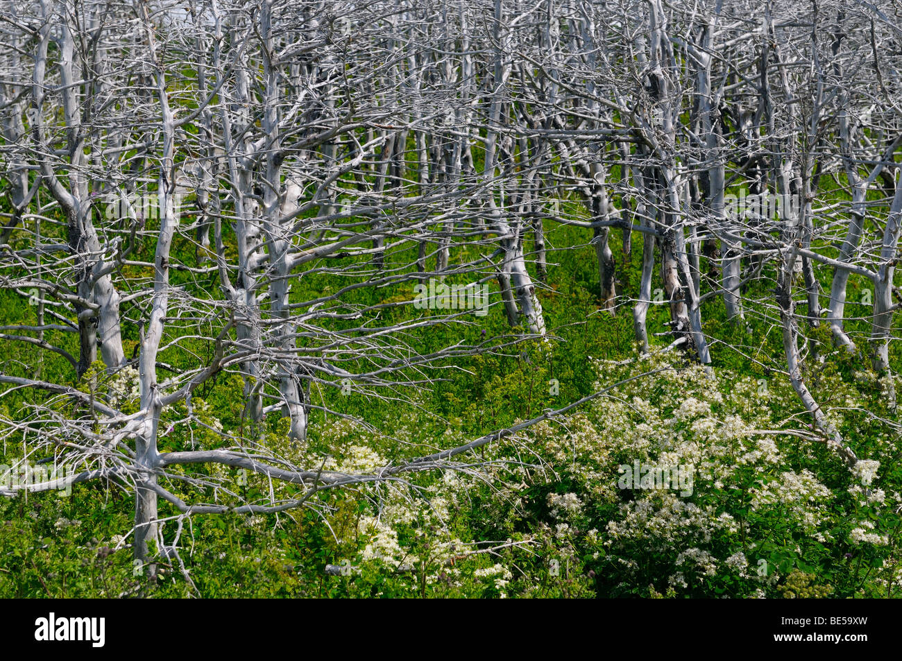 Arches provincial park newfoundland hi-res stock photography and images ...